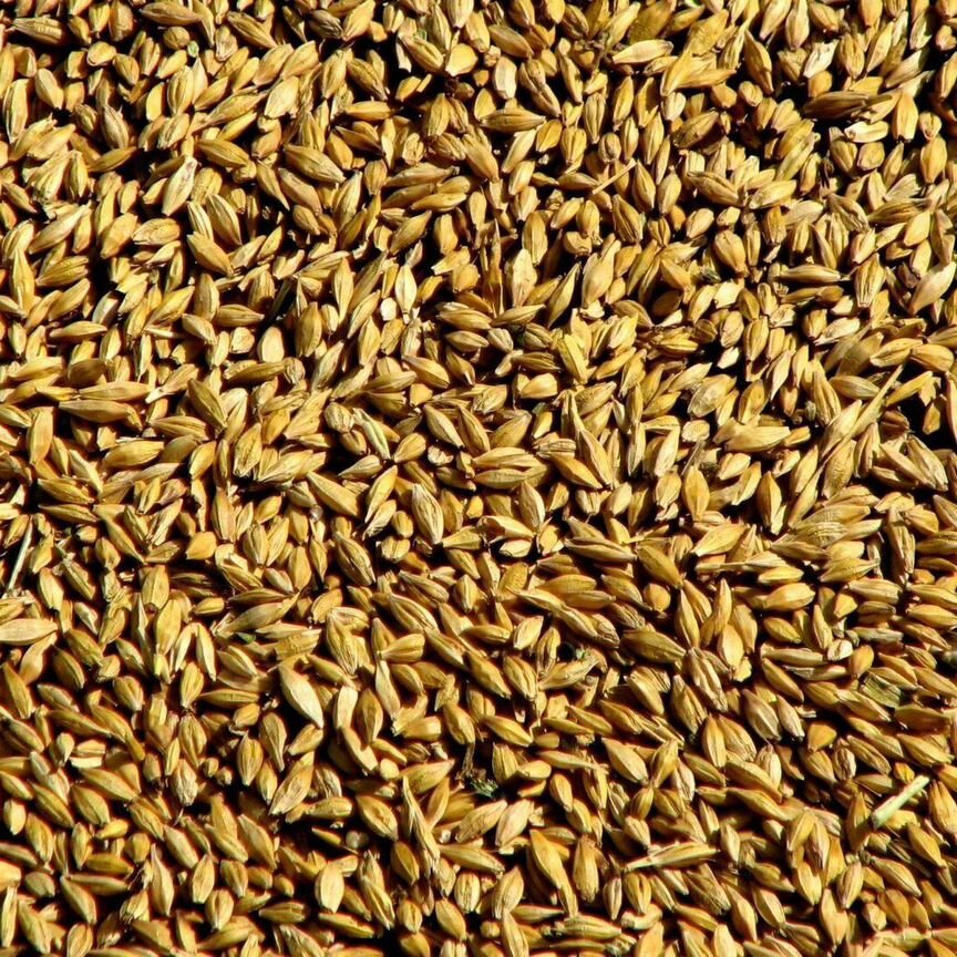 Ячмень фуражный