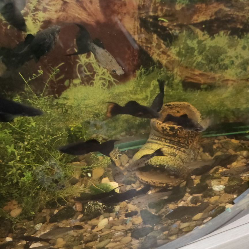 Рыбки моллинезии