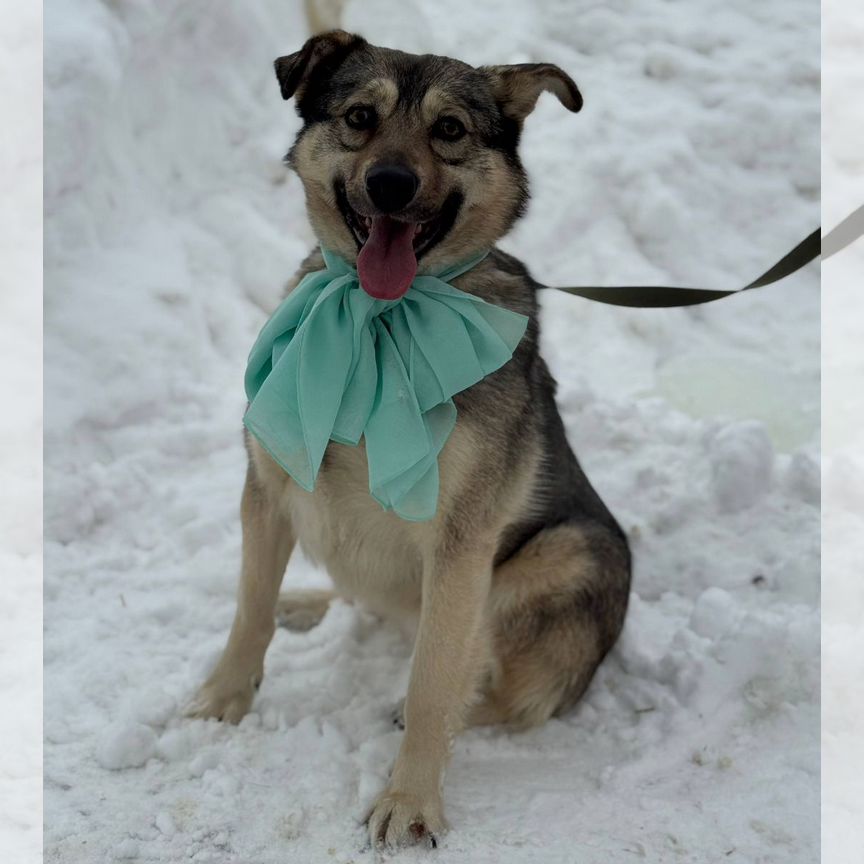 Взрослая собака в добрые руки