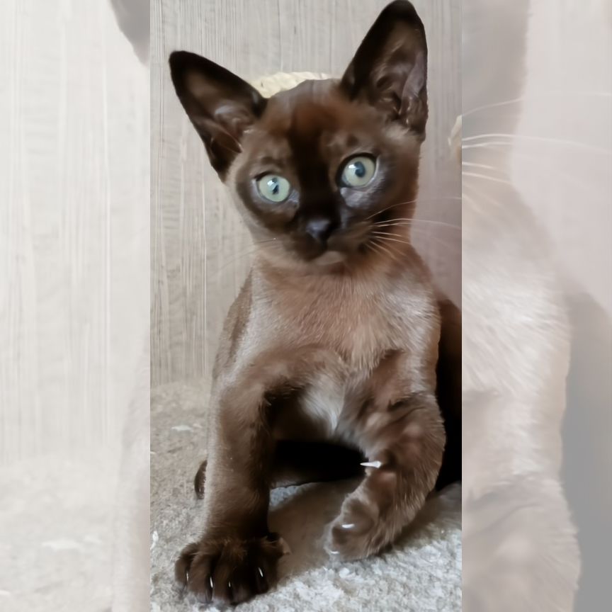 Европейский бурманский котёнок