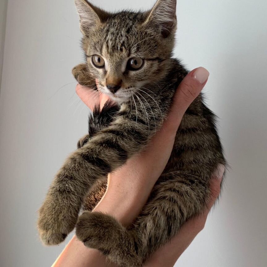 Котенок в добрые руки