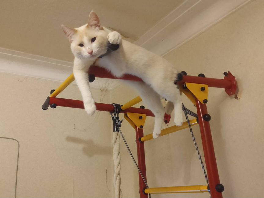 Кот в добрые руки