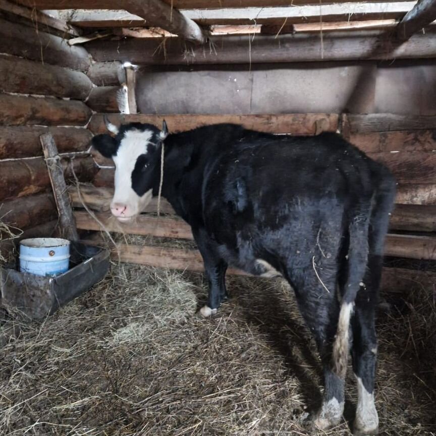 Продаётся бык, корова (первотелок), телёнок,овцы