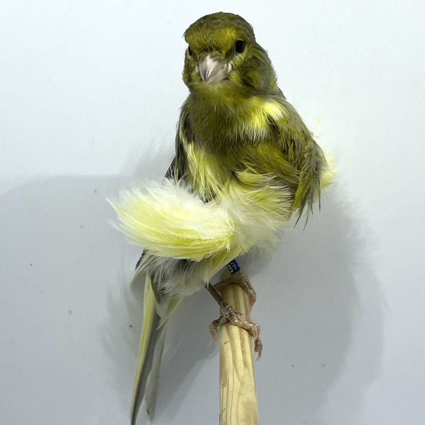 Кенар североголландский