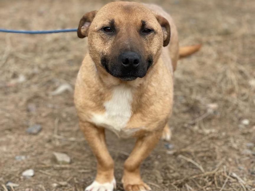 Собака в добрые руки