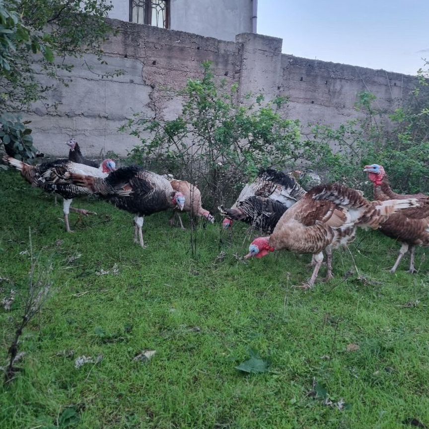 Индюшата