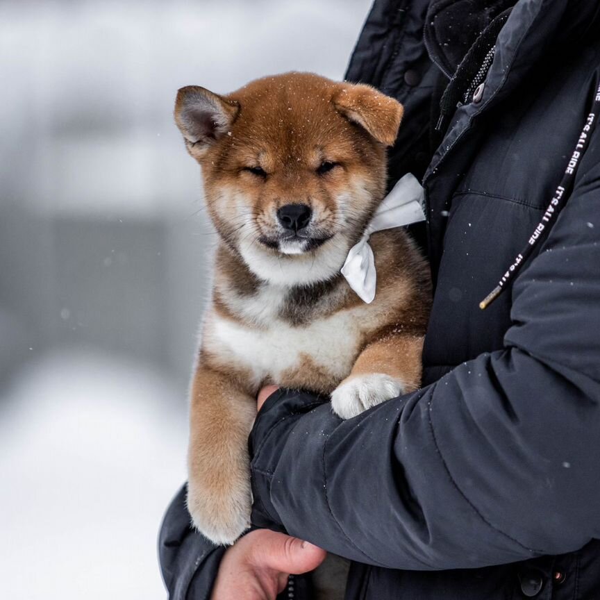 Чудо сиба ину