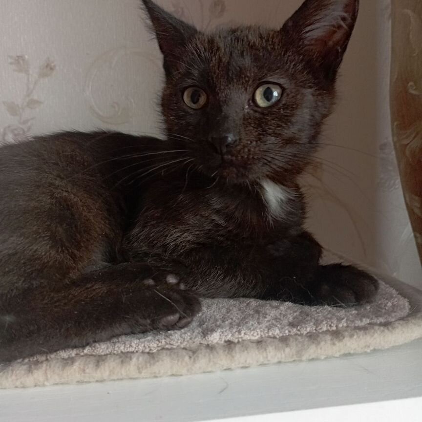 Котёнок Джессика в добрые руки
