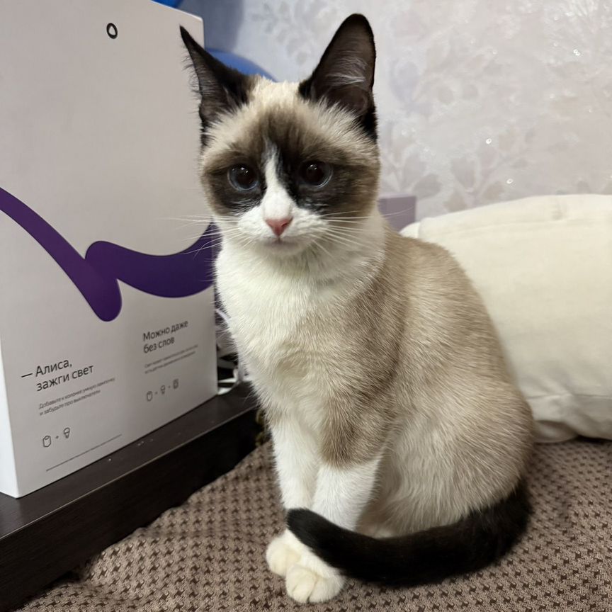 Сиамская кошечка вязка