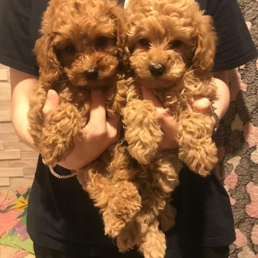 Той-пудель, щенок