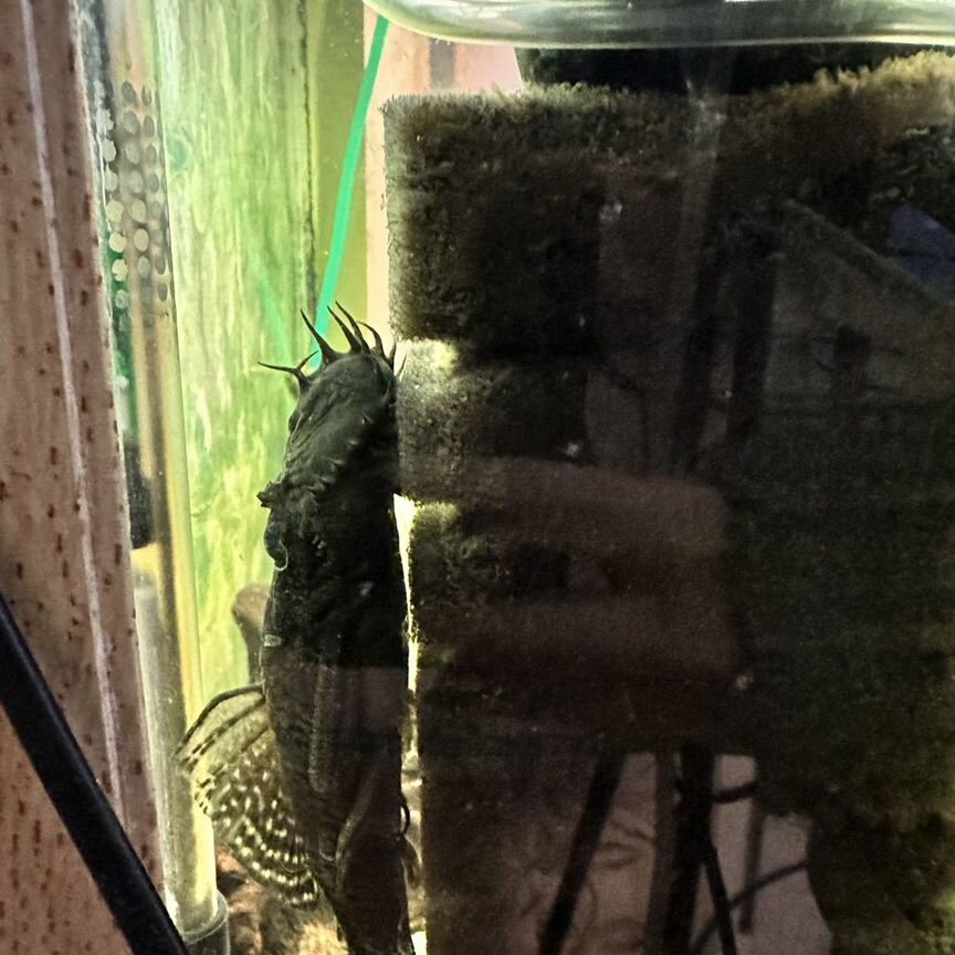 Аквариум с рыбками бесплатно