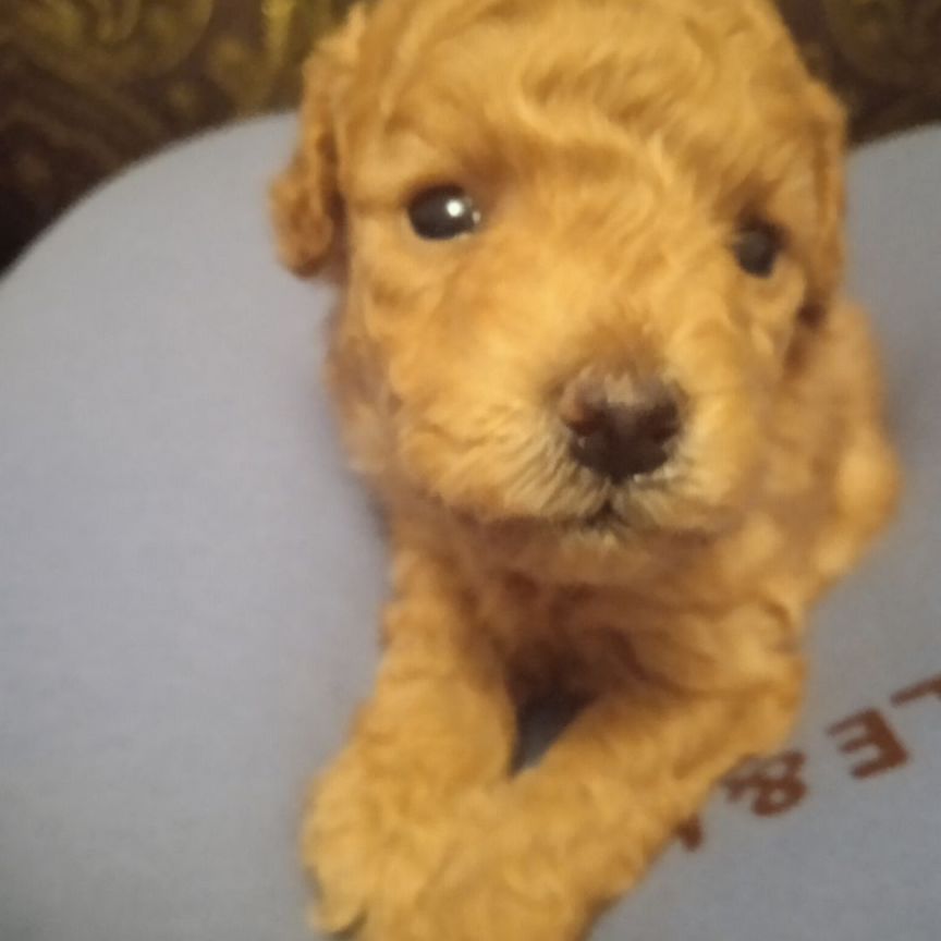 Карликовый пудель