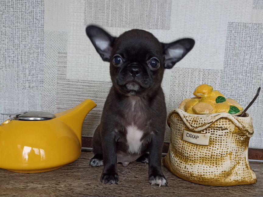 Черный бриллиант чихуа