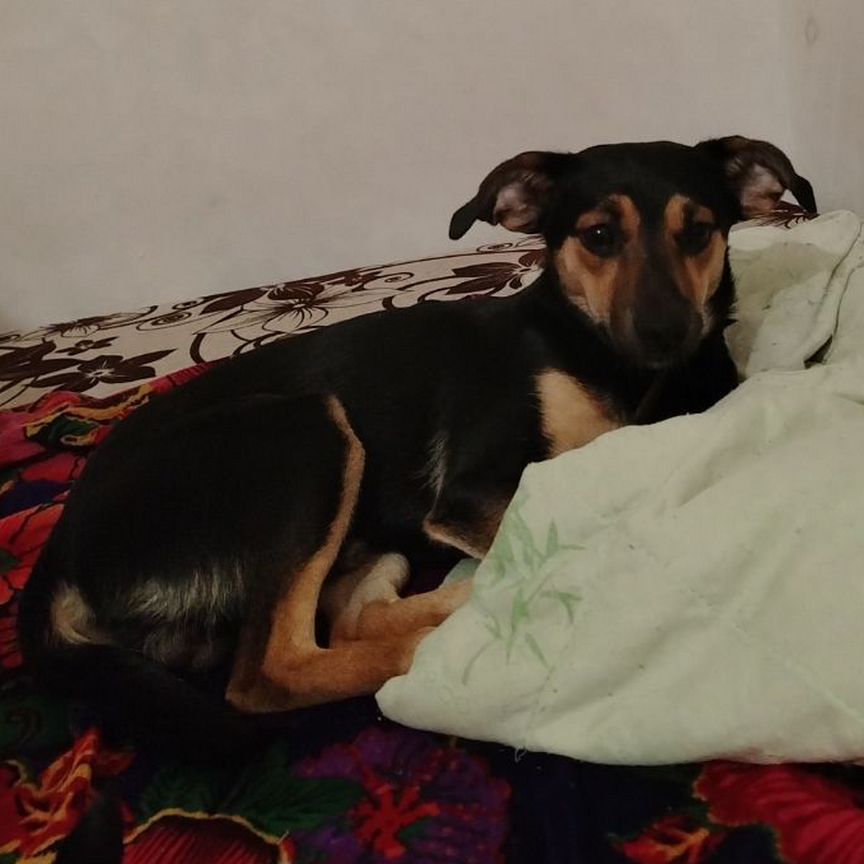 Взрослый пёс в добрые руки