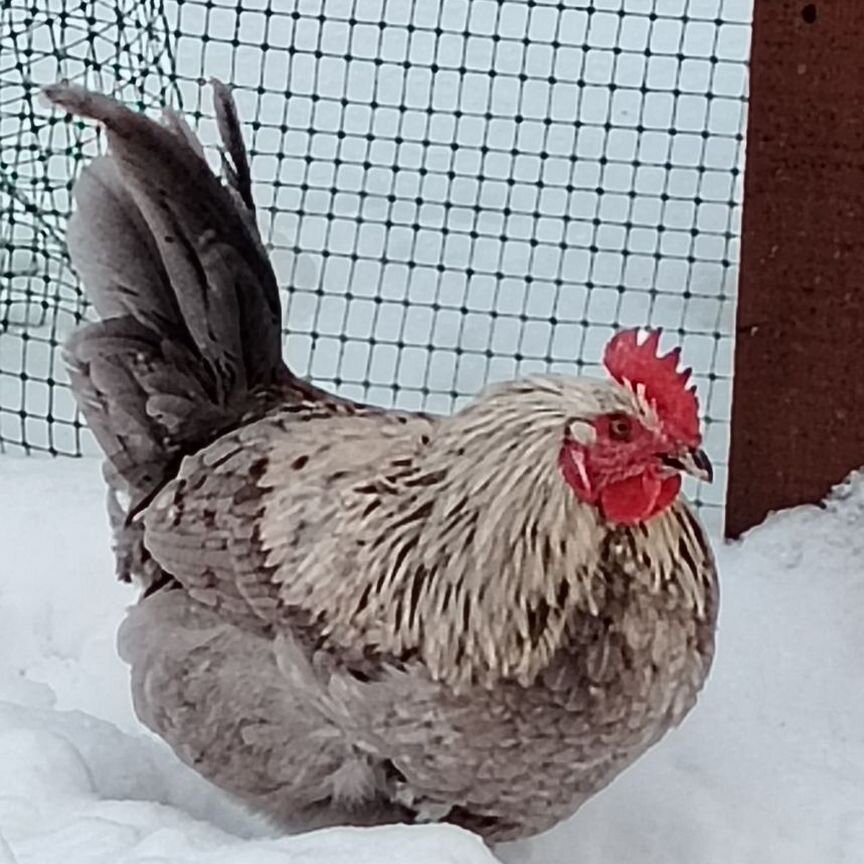 Молодые петухи