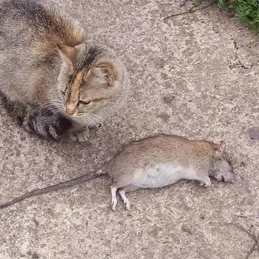 Кошка в дар бесплатно