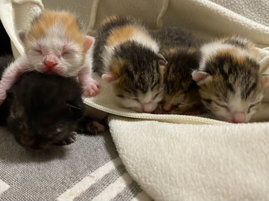 Котята