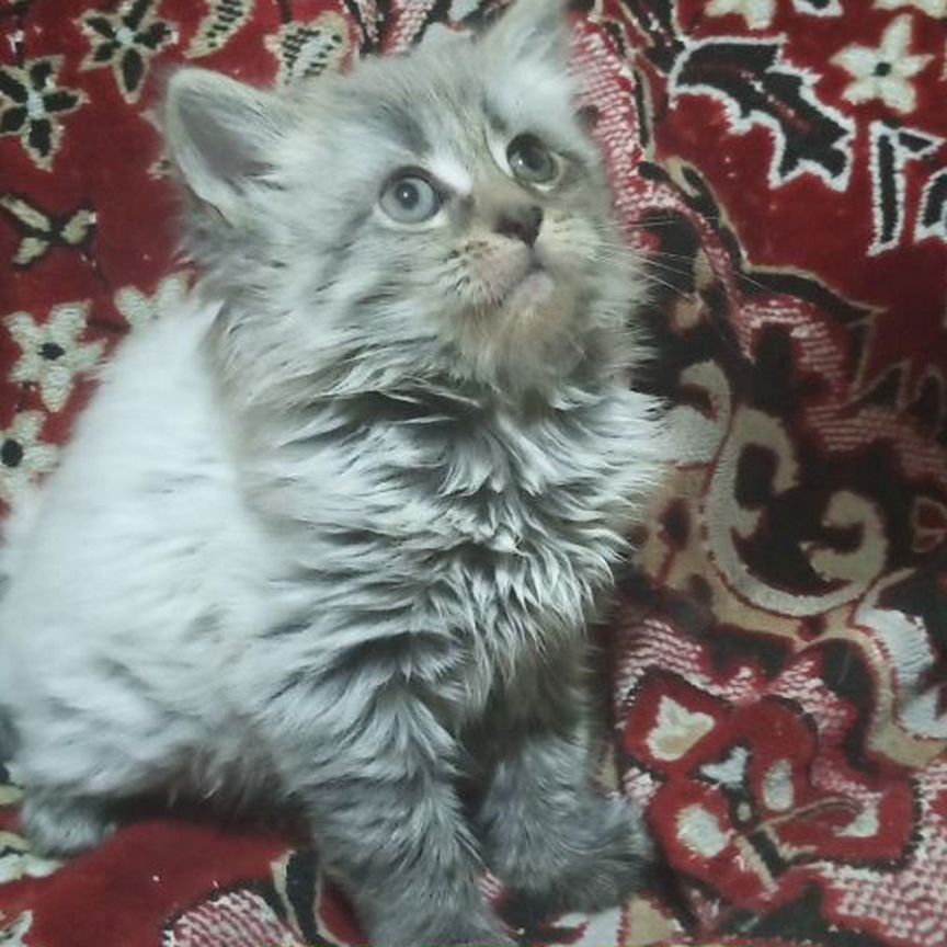 Мейн-кун котёнок