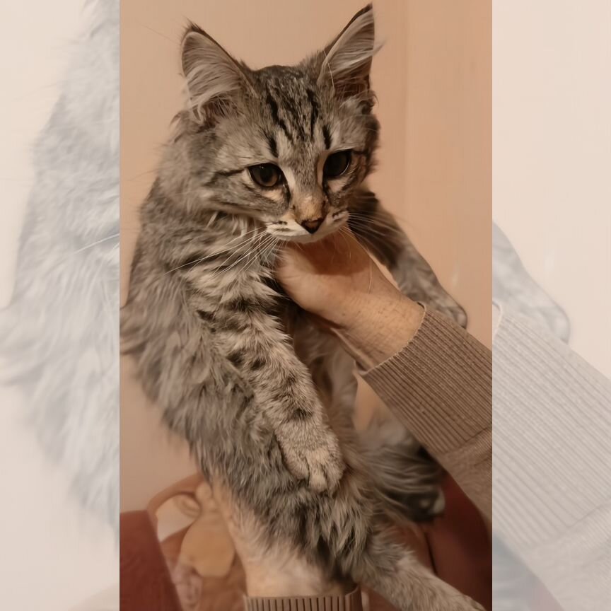 Котёнок в добрые руки