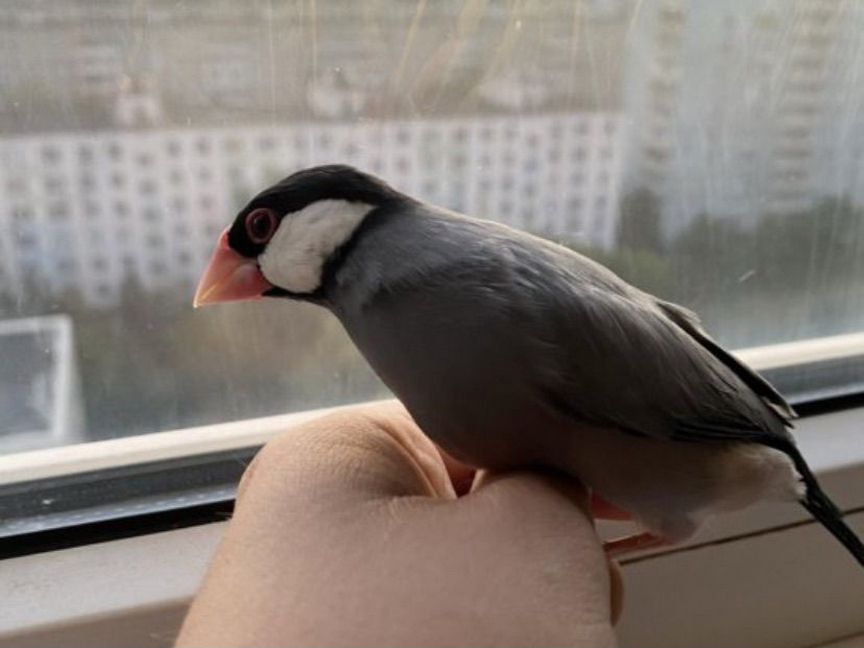 Рисовые амадин