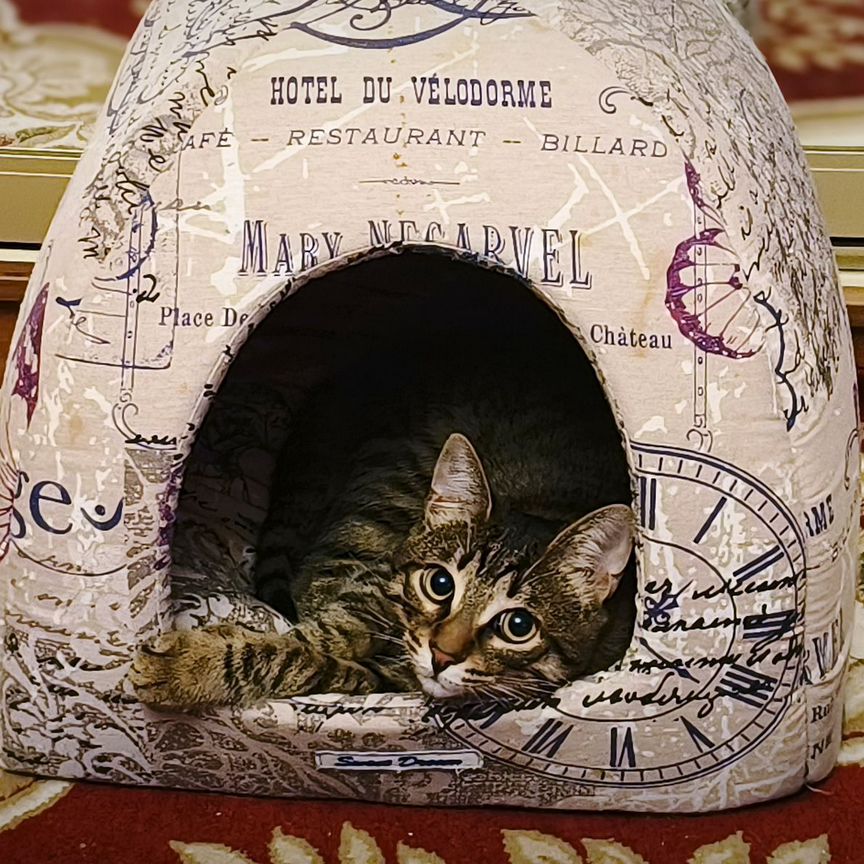 Сибирский котёнок