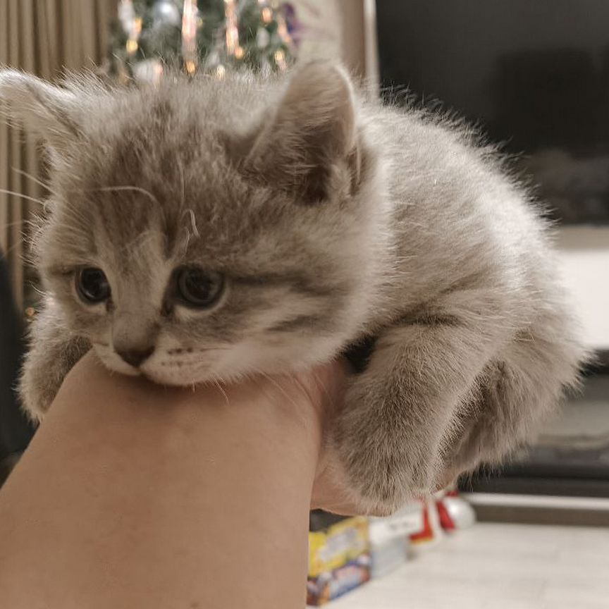 Британский короткошёрстный котёнок