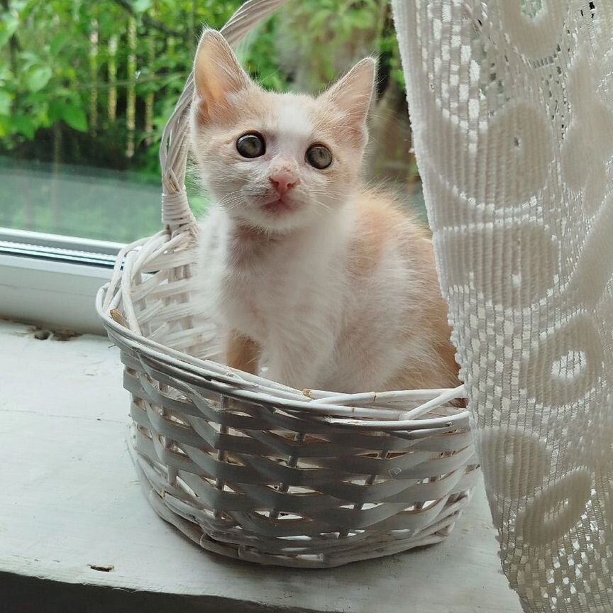 Котёнок в добрые руки