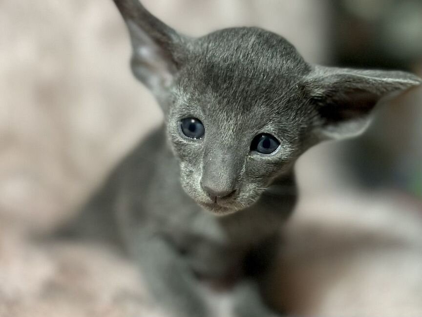 Ориентальные голубые котята