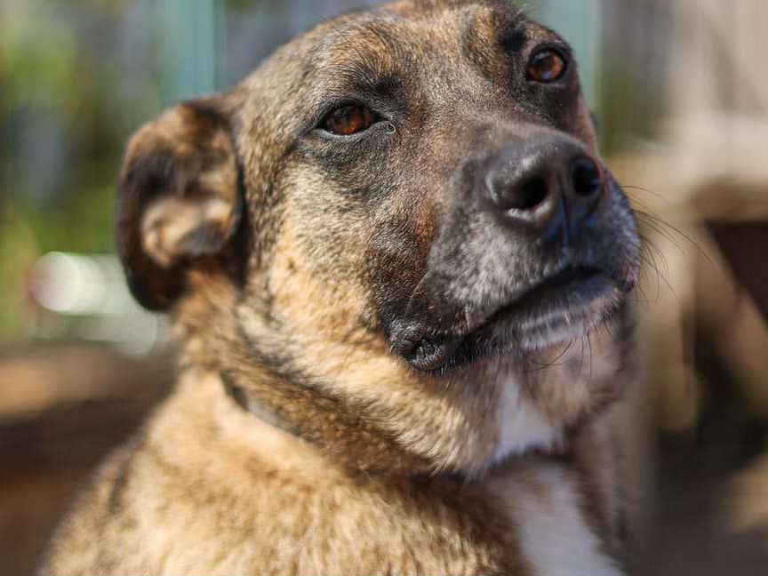 Никому не нужный пес