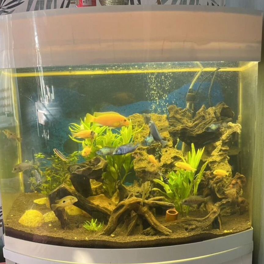 Аквариум с тумбой 250