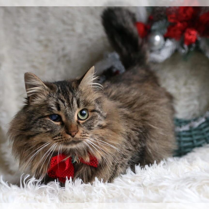 Котик Пуш без глазика 1 год