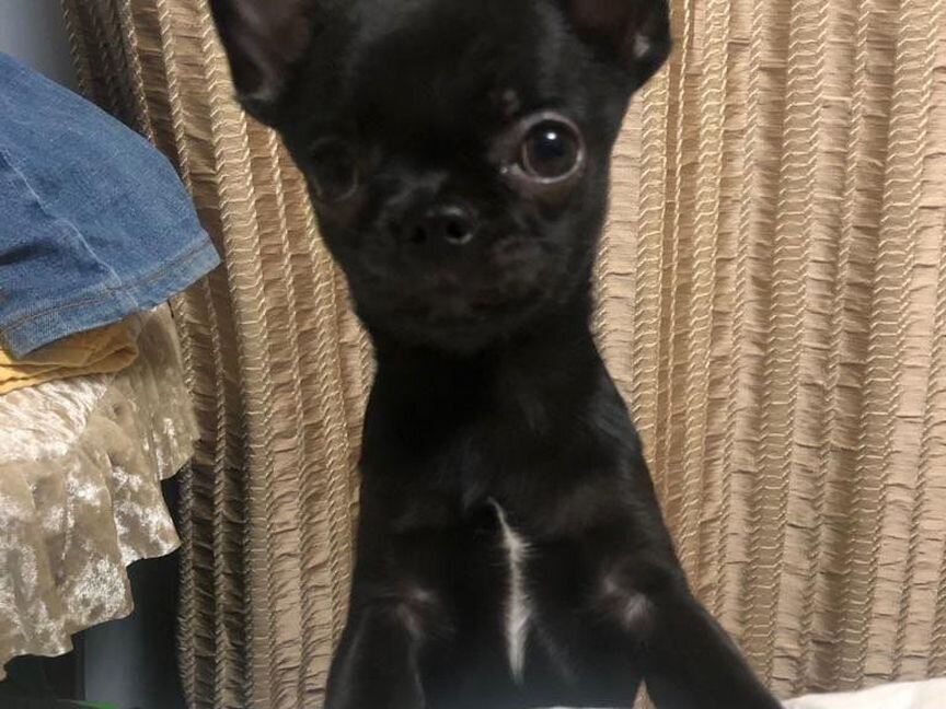 Вязка чихуахуа мальчик