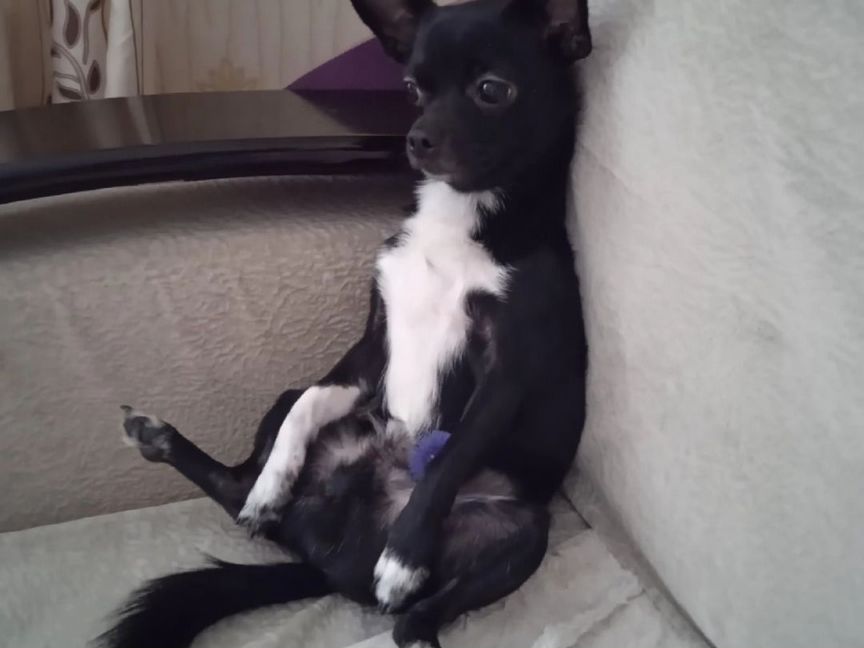 Маленькая собака чихуахуа мини