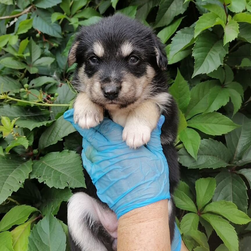 Щенки мальчики и девочки, 1 месяц