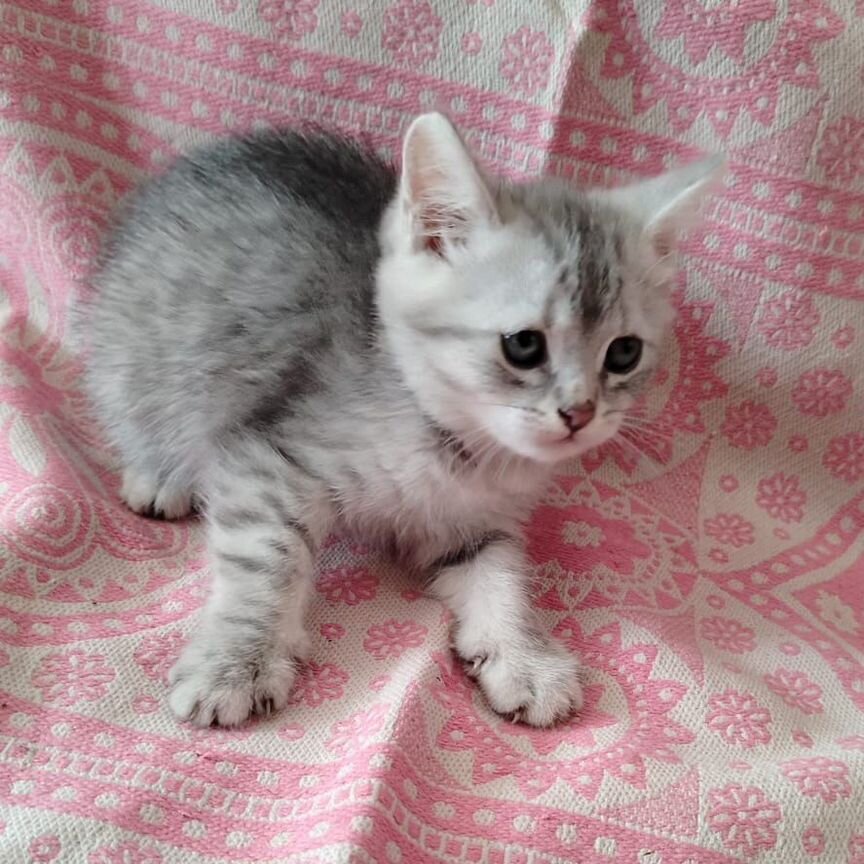 Красивые,игривые котята в добрые руки, бесплатно