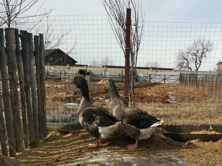 Тулузские гусаки