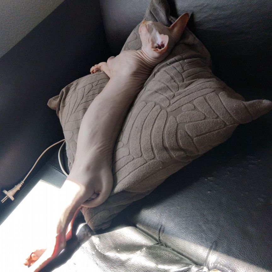 Канадский сфинкс