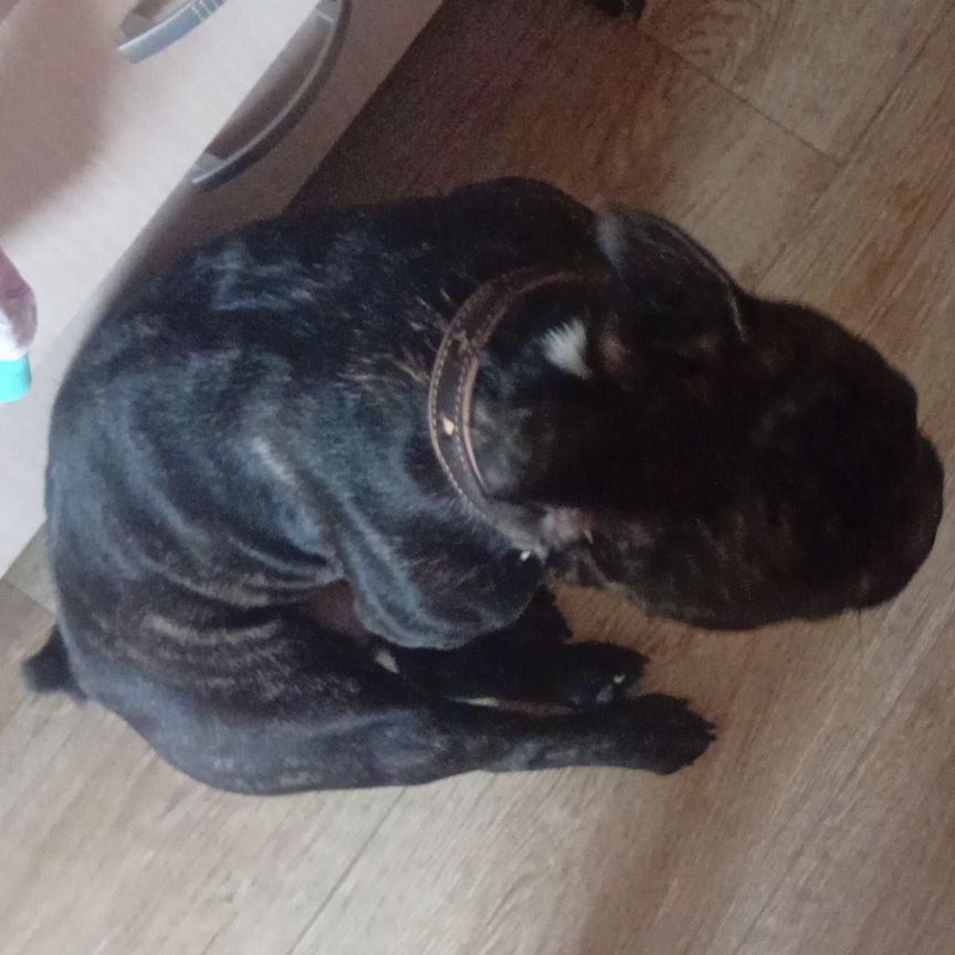 Французский бульдог, взрослая собака