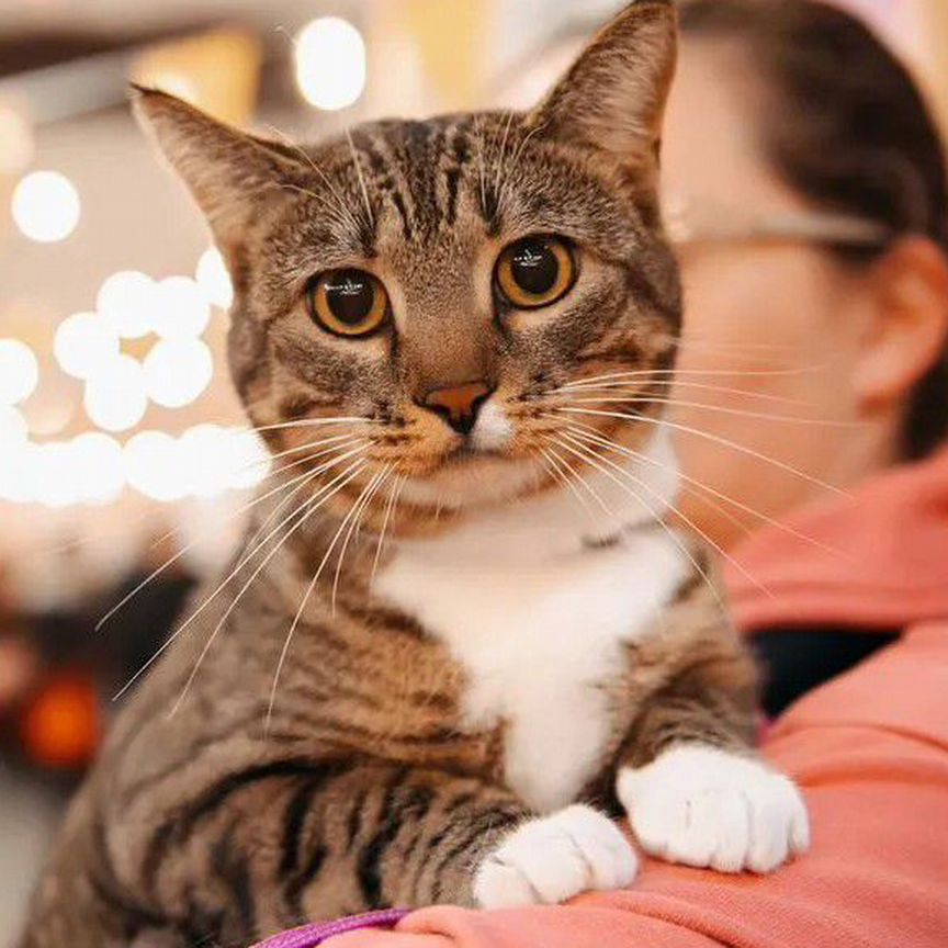 Взрослая, Девочка кошка в добрые руки