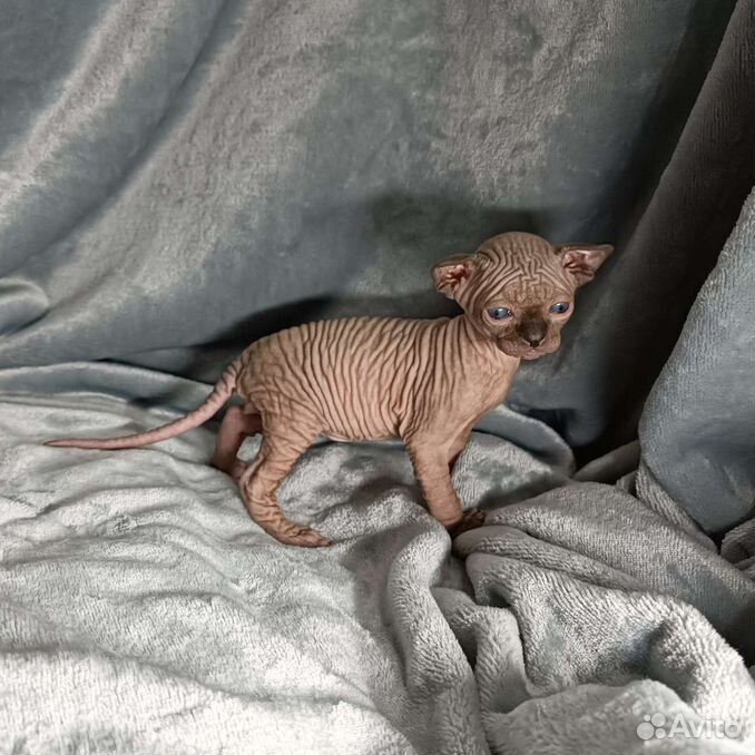 Мальчишка Канадский сфинкс