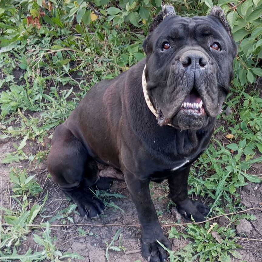 Жених ищет даму для вязки