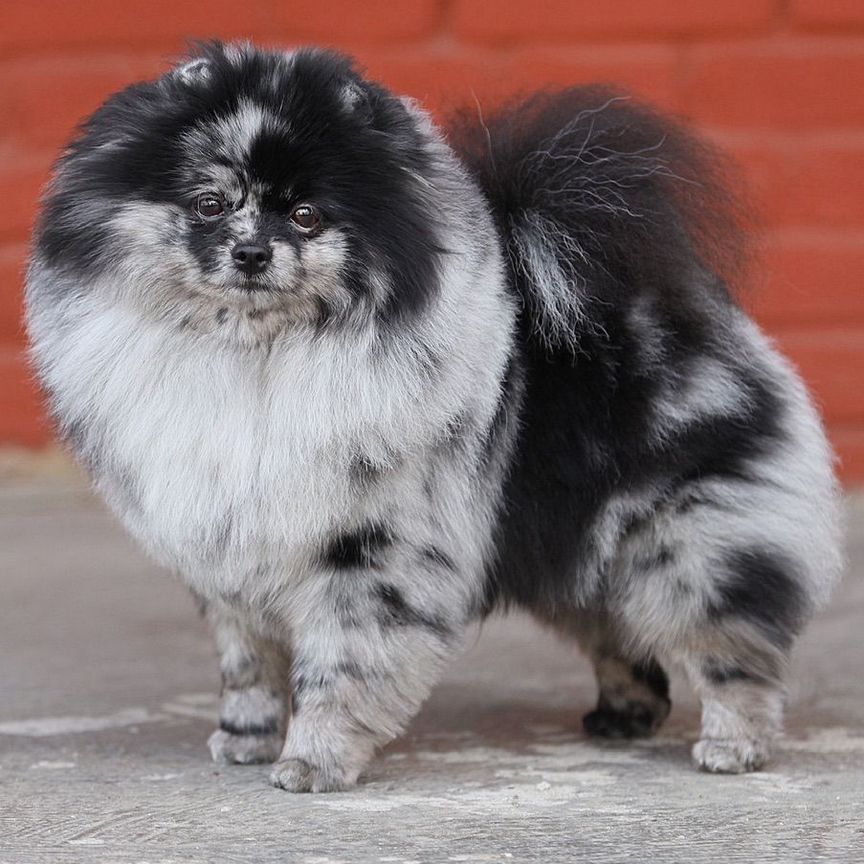 Немецкий шпиц, взрослая собака