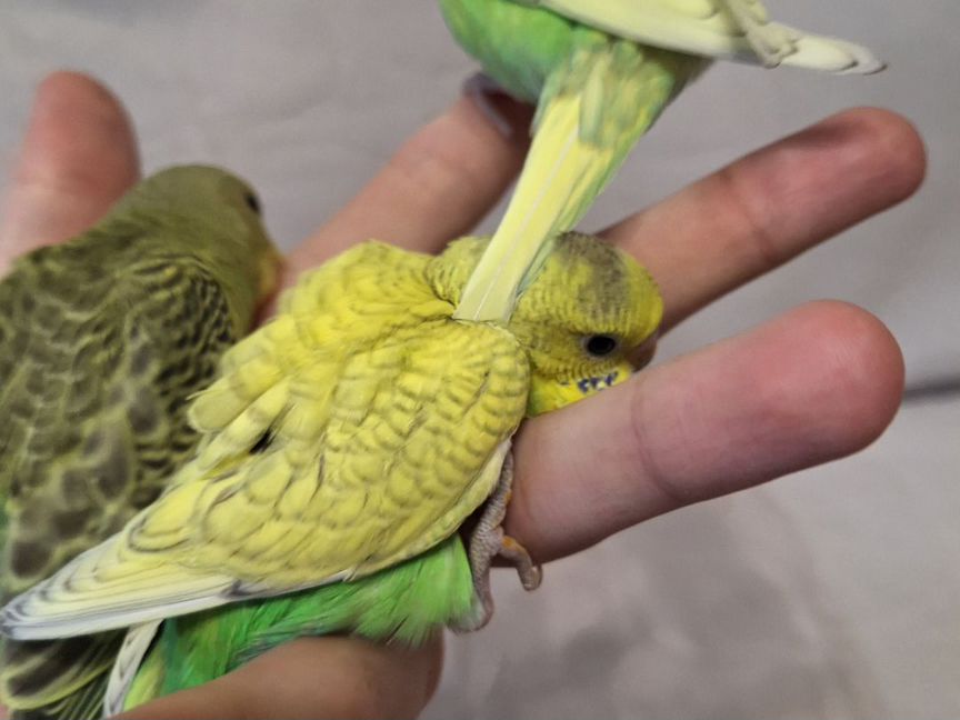 Птенцы волнистых попугаев