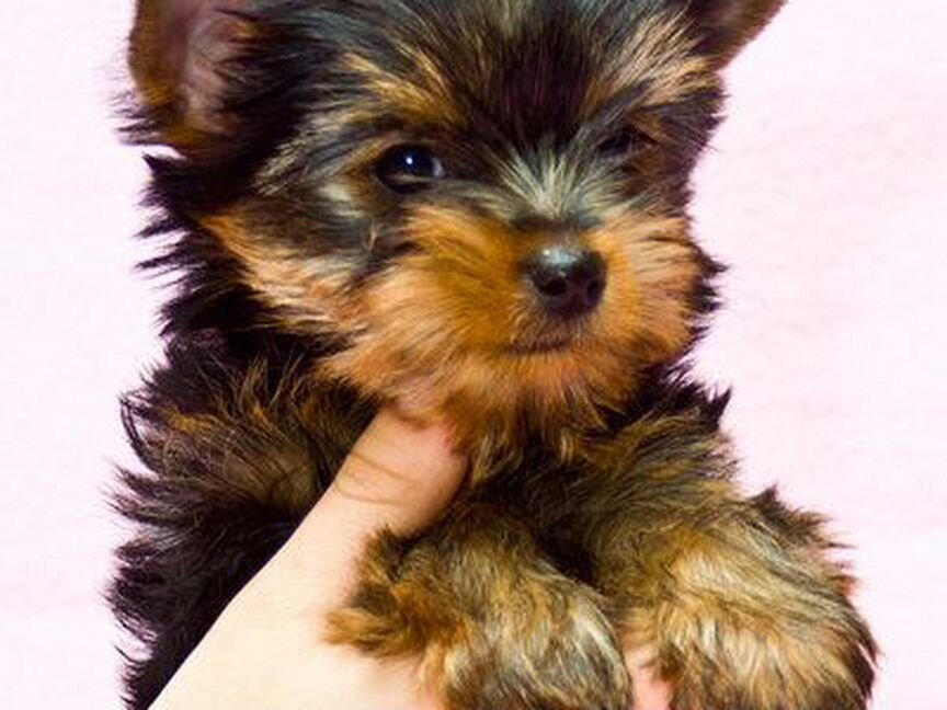 Продам щенка йоркширского терьера