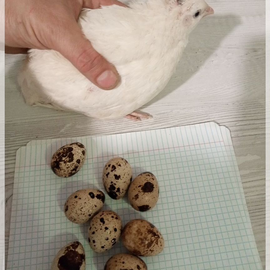 Перепела Техасцы