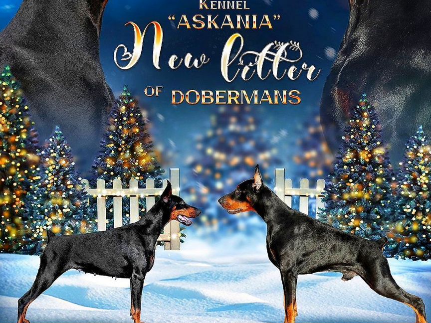 Щенки добермана ркф/FCI
