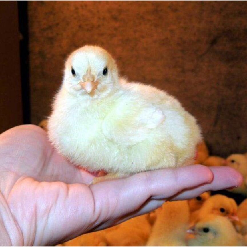 Бройлеры суточные