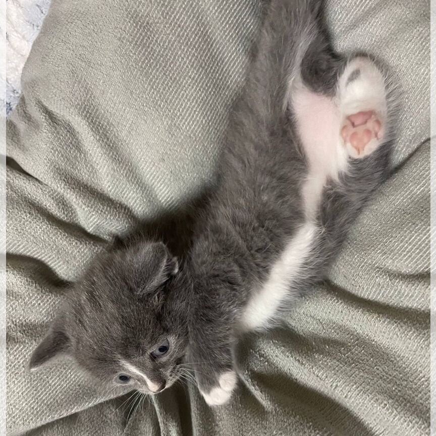 Котёнок в добрые руки