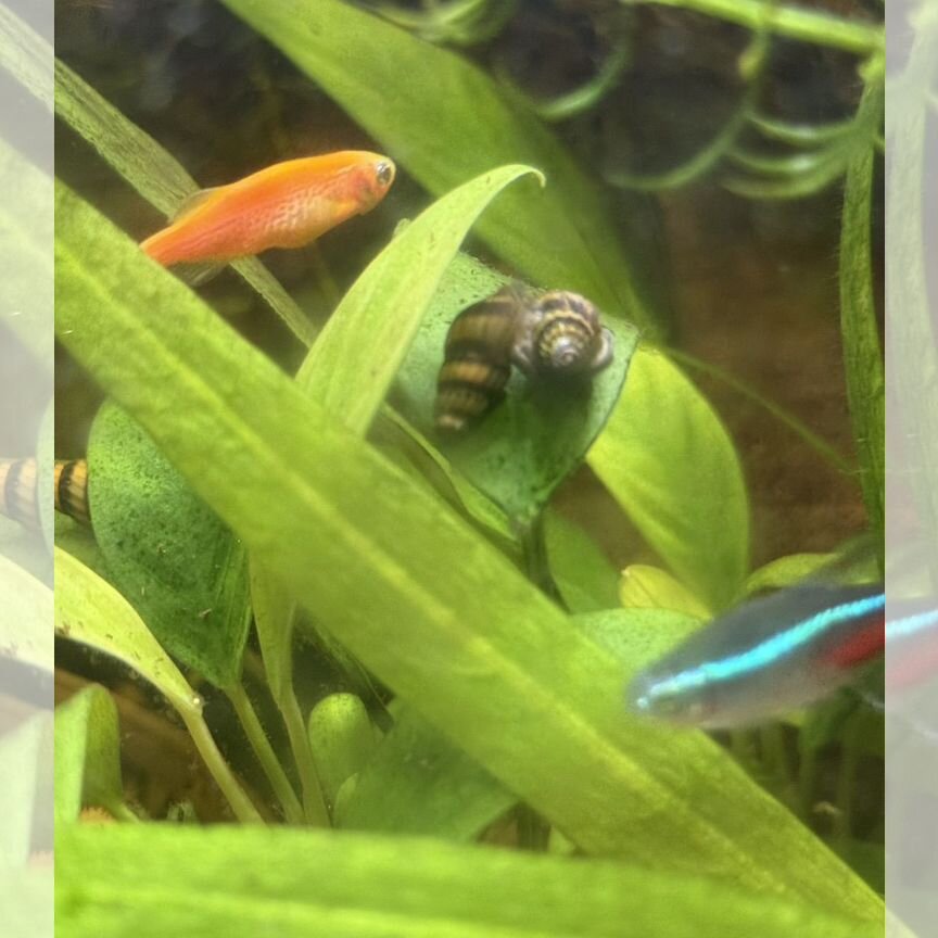 Хелена улитка