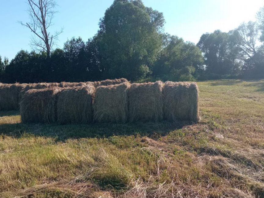 Сено в рулонах